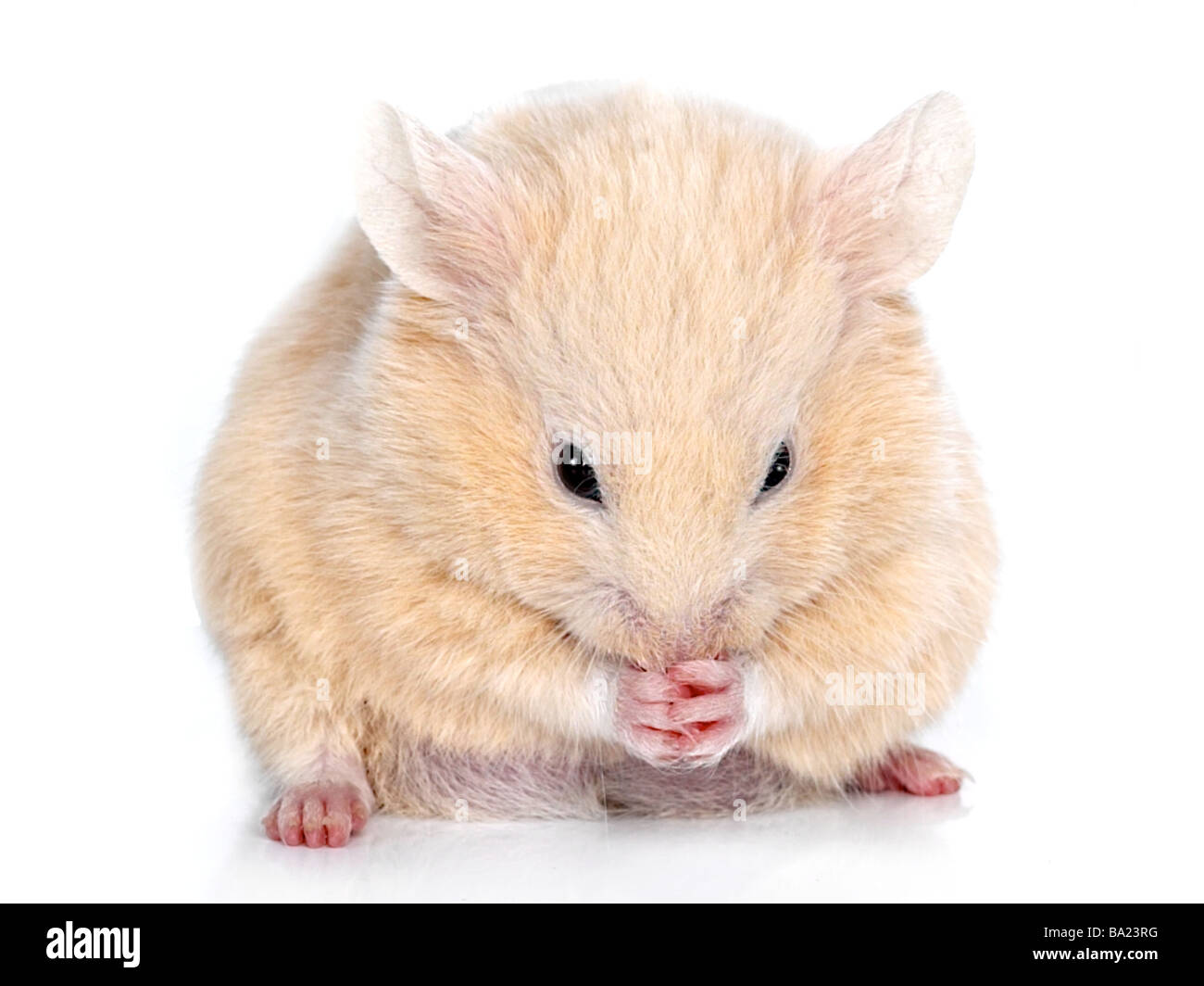 A small hamster praying and wishing Stock Photo - Alamy
