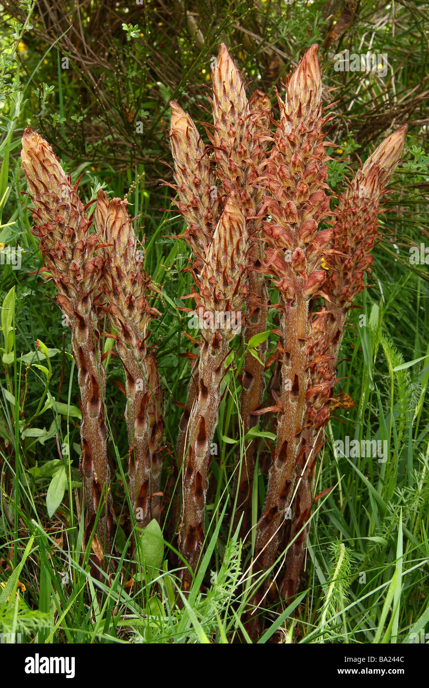 A group of Greater Broomrape (Orobanche rapum genistae) Limousin France ...