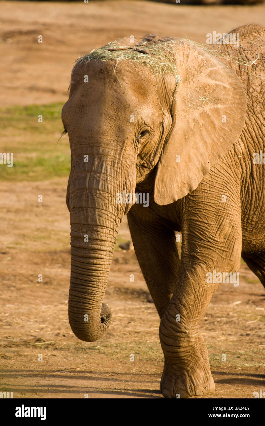 Wild male elephant during hi-res stock photography and images - Alamy