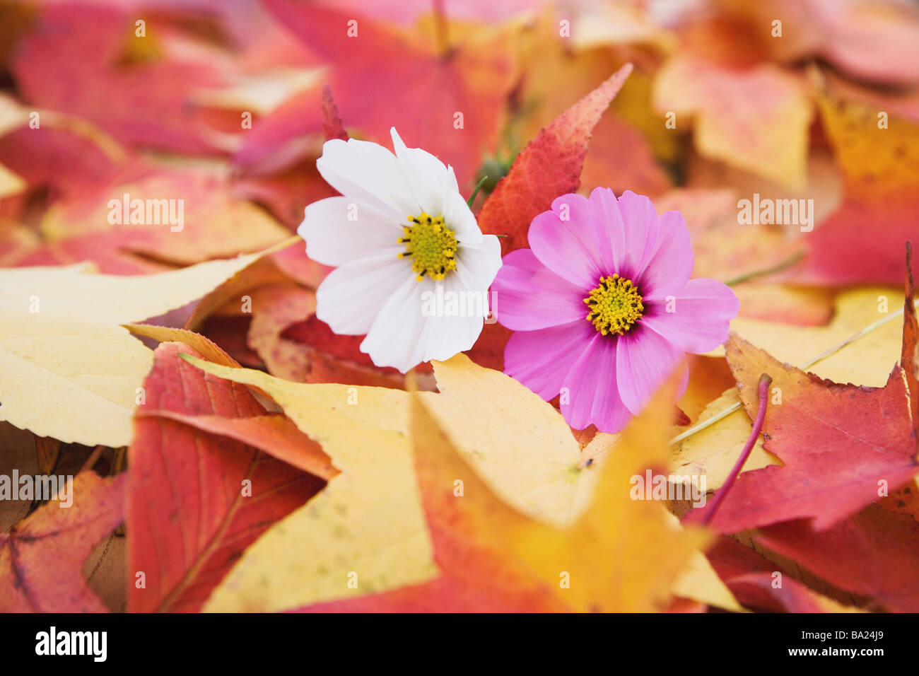Cosmos Flowers and Maple Leaves Stock Photo - Alamy
