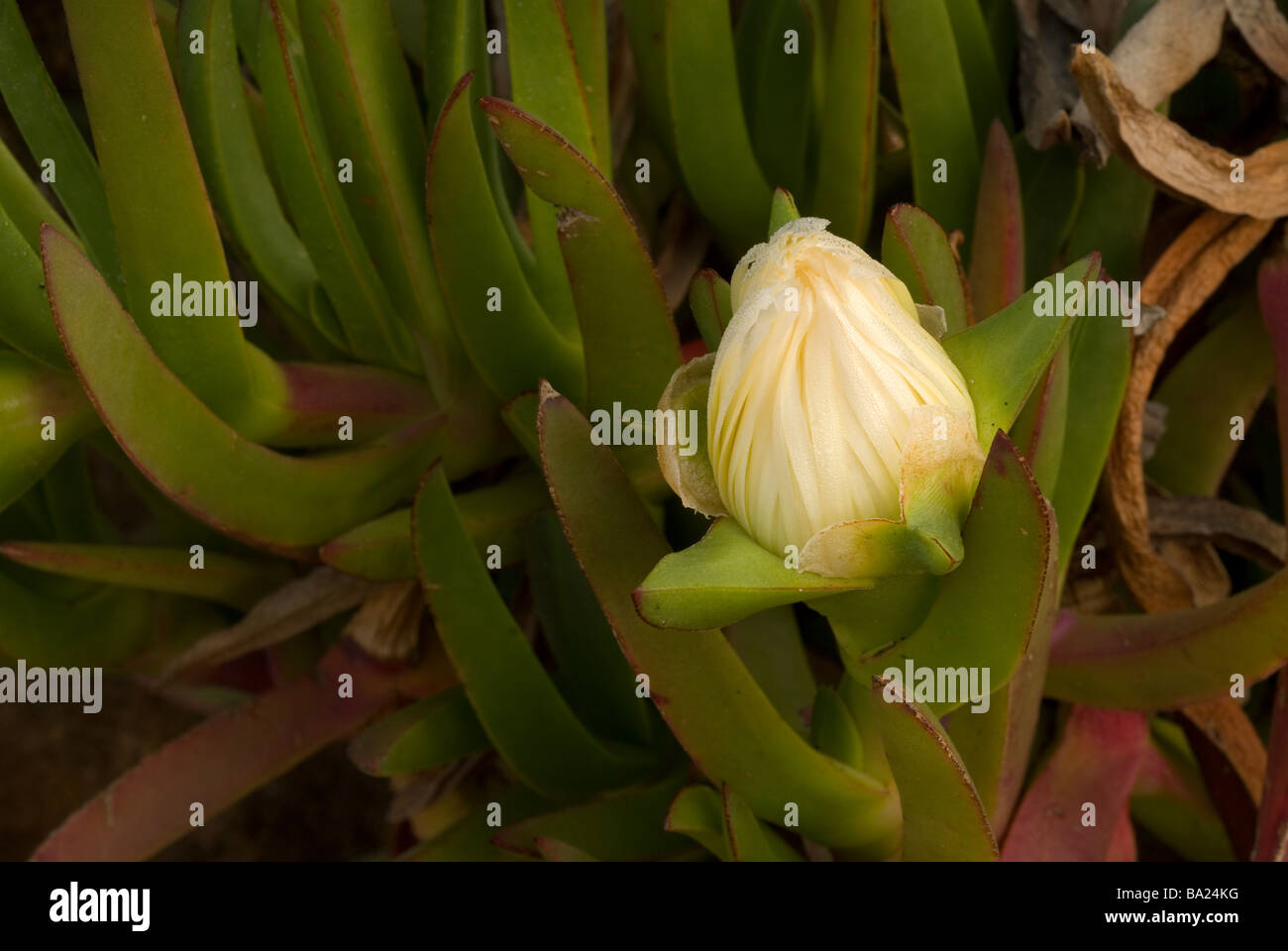 Carpobrotus edulis hi-res stock photography and images - Alamy