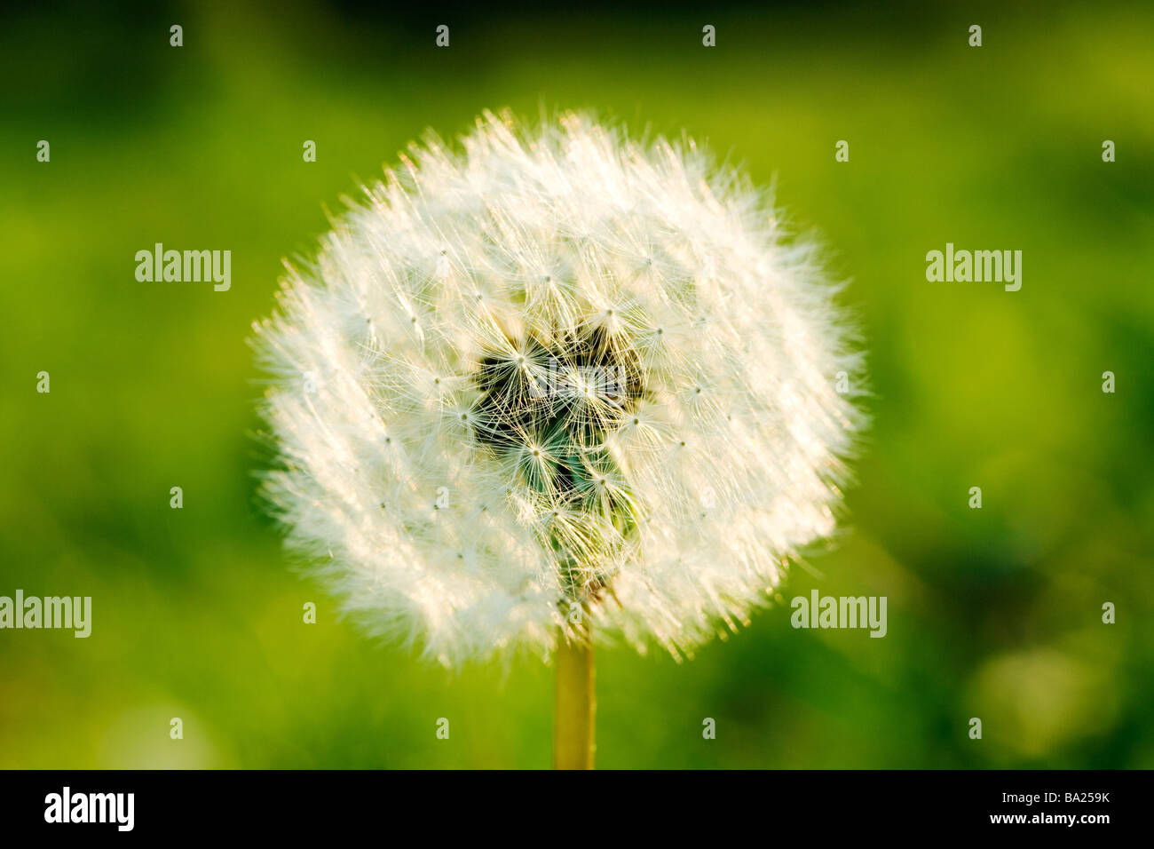 Dandelion Growing in Spring Stock Photo - Alamy