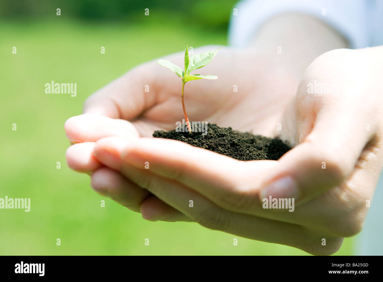 Hands holding plant sprouting hi-res stock photography and images - Alamy