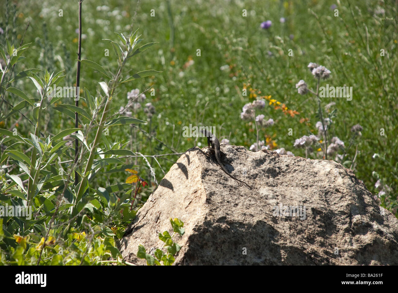 Lizard hiding in sand hi-res stock photography and images - Alamy