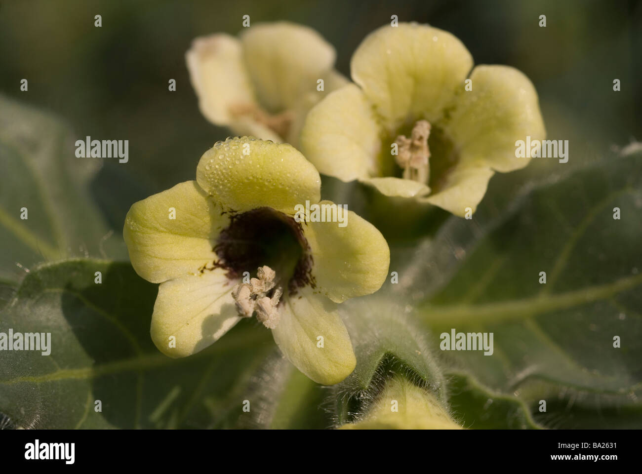 Russian henbane hi-res stock photography and images - Alamy