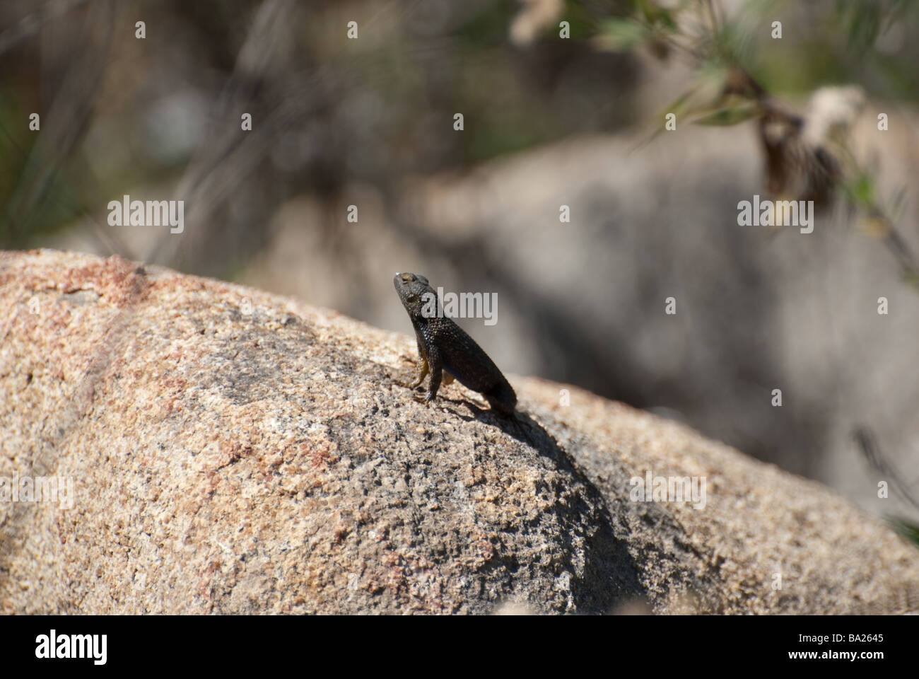 Sun lizard hi-res stock photography and images - Alamy