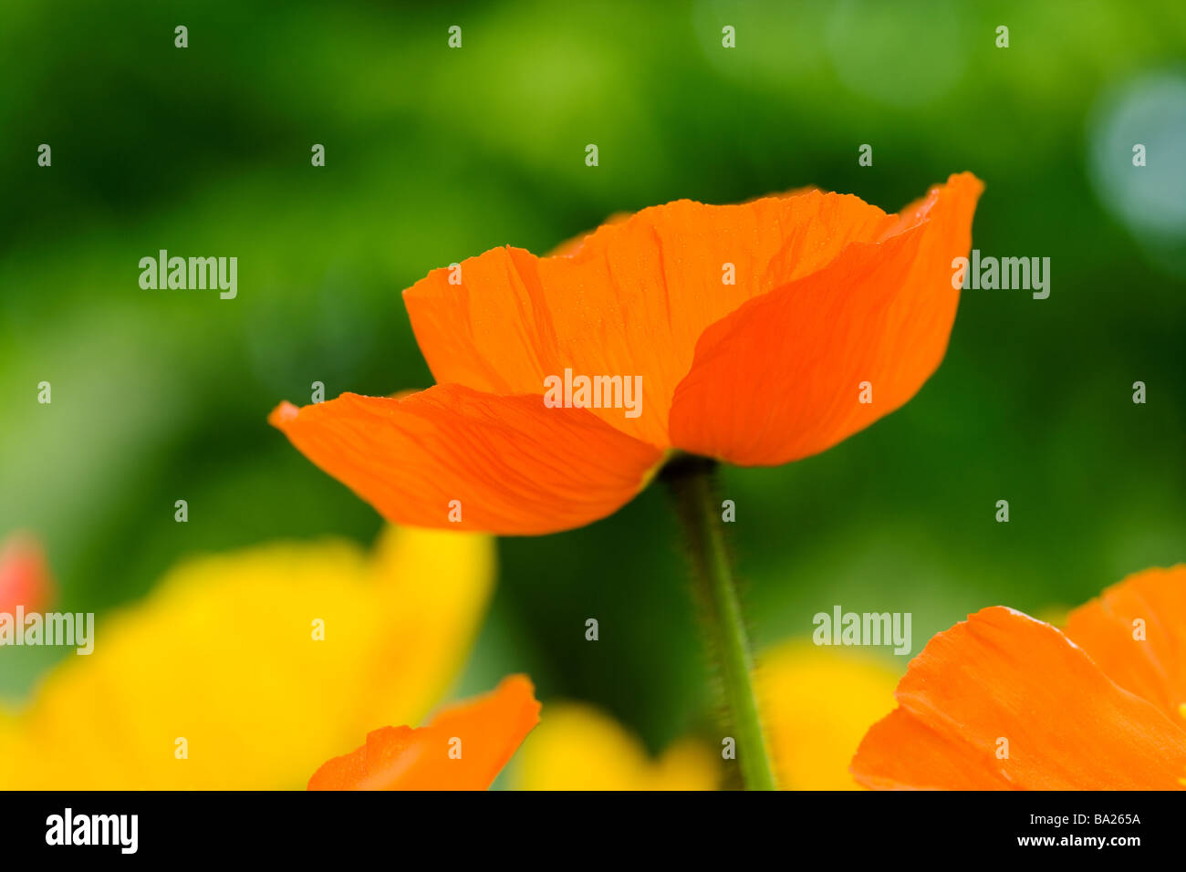 Orange Poppy Flower Blooming in Spring Stock Photo - Alamy