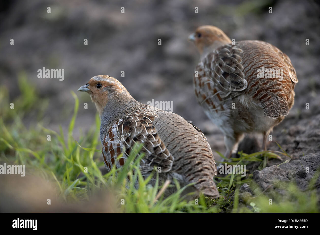 Grey Partridge Perdix perdix Stock Photo - Alamy