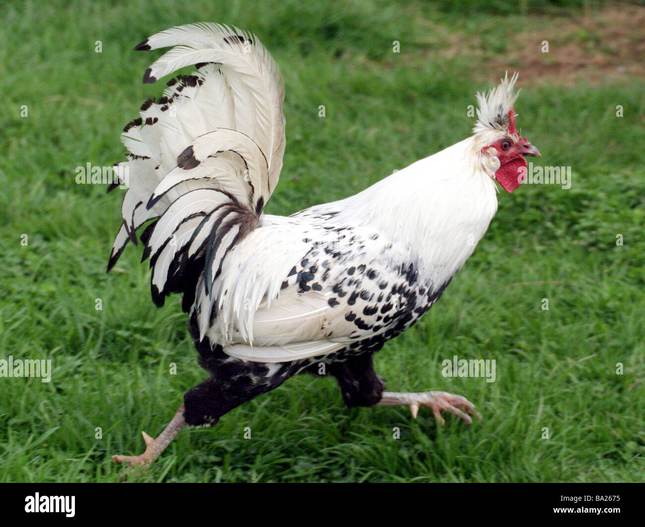 A white chicken running across the grass, free range chicken Stock ...