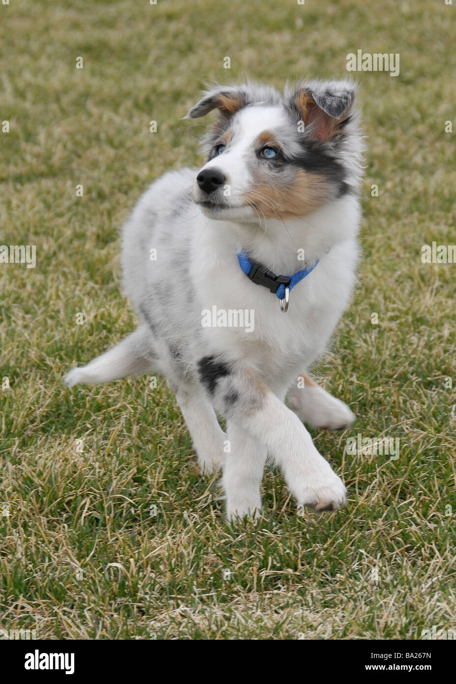 Chase a ball hi-res stock photography and images - Alamy