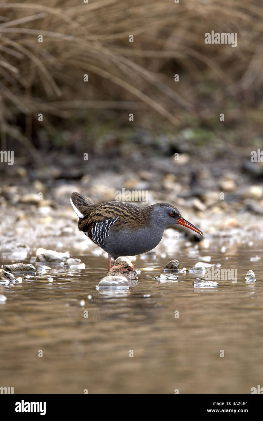 Water rail Aquaticus rallus bird Stock Photo - Alamy