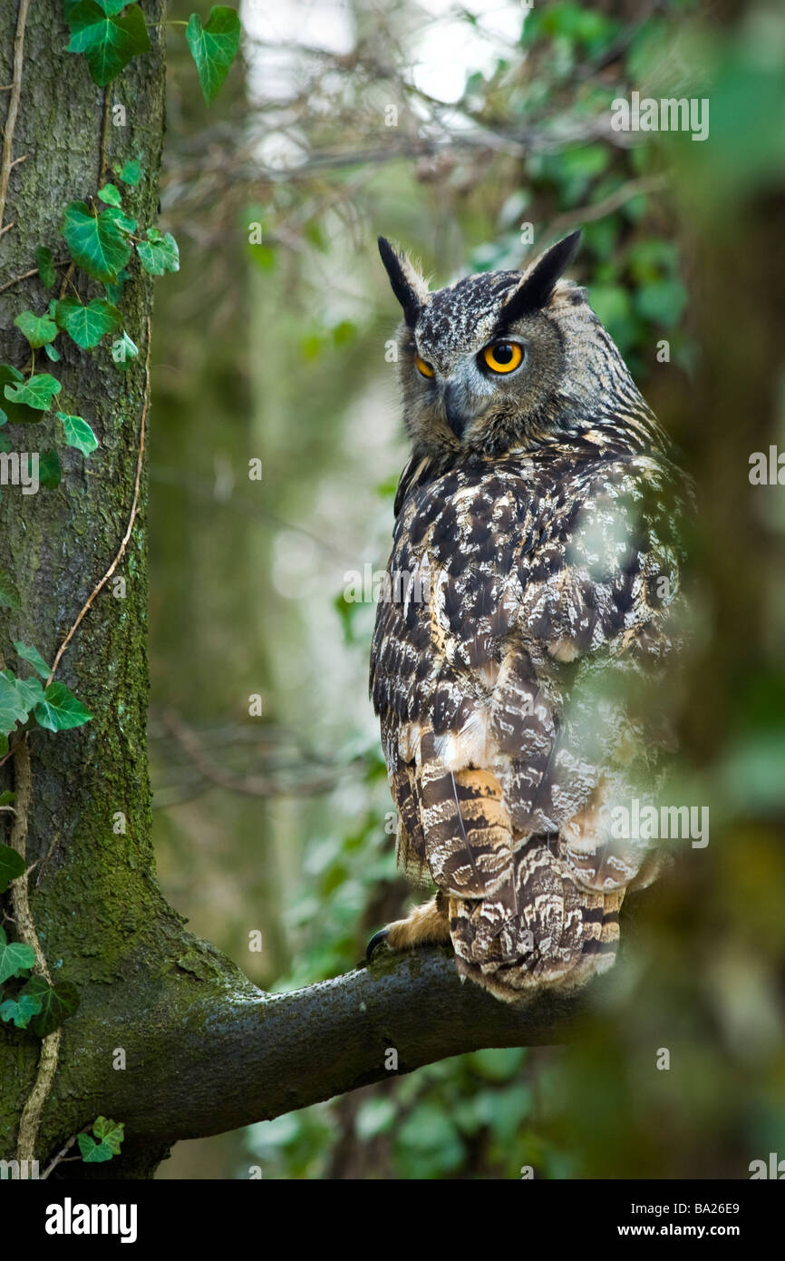 Eagle owl - Bubo bubo Stock Photo - Alamy