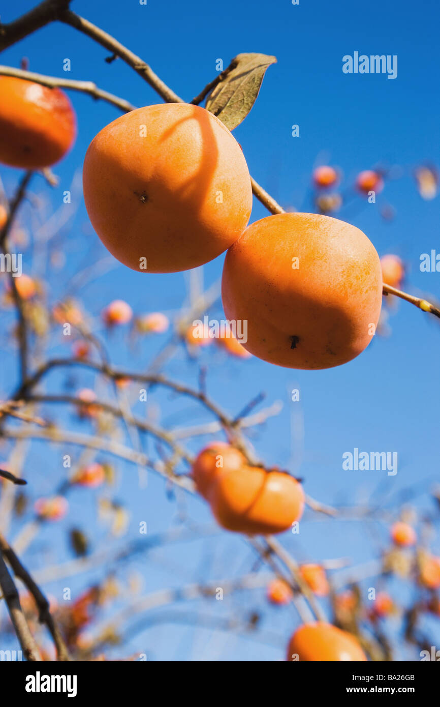 Image persimmon hi-res stock photography and images - Alamy
