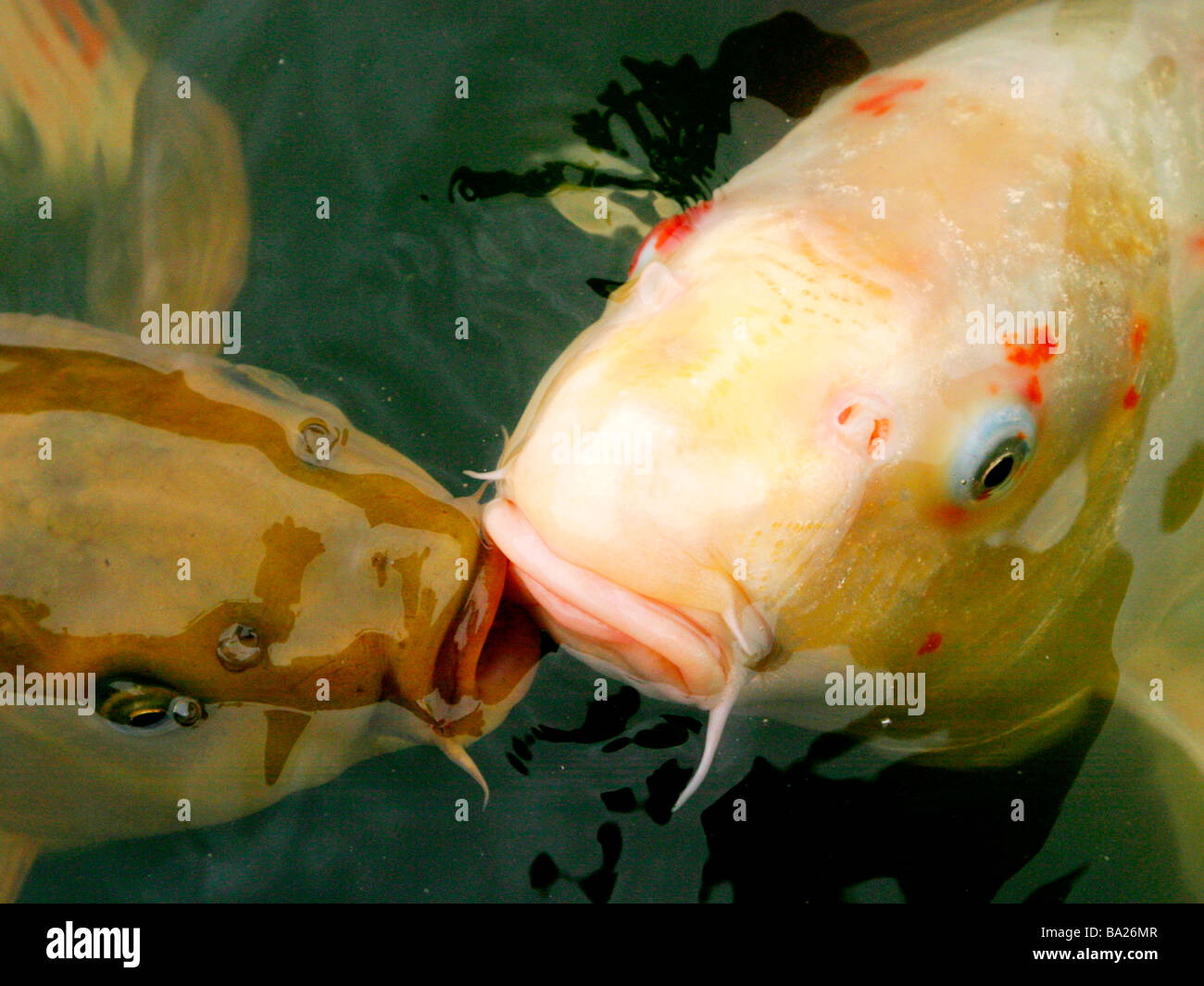 A koi kissing another carp Stock Photo - Alamy