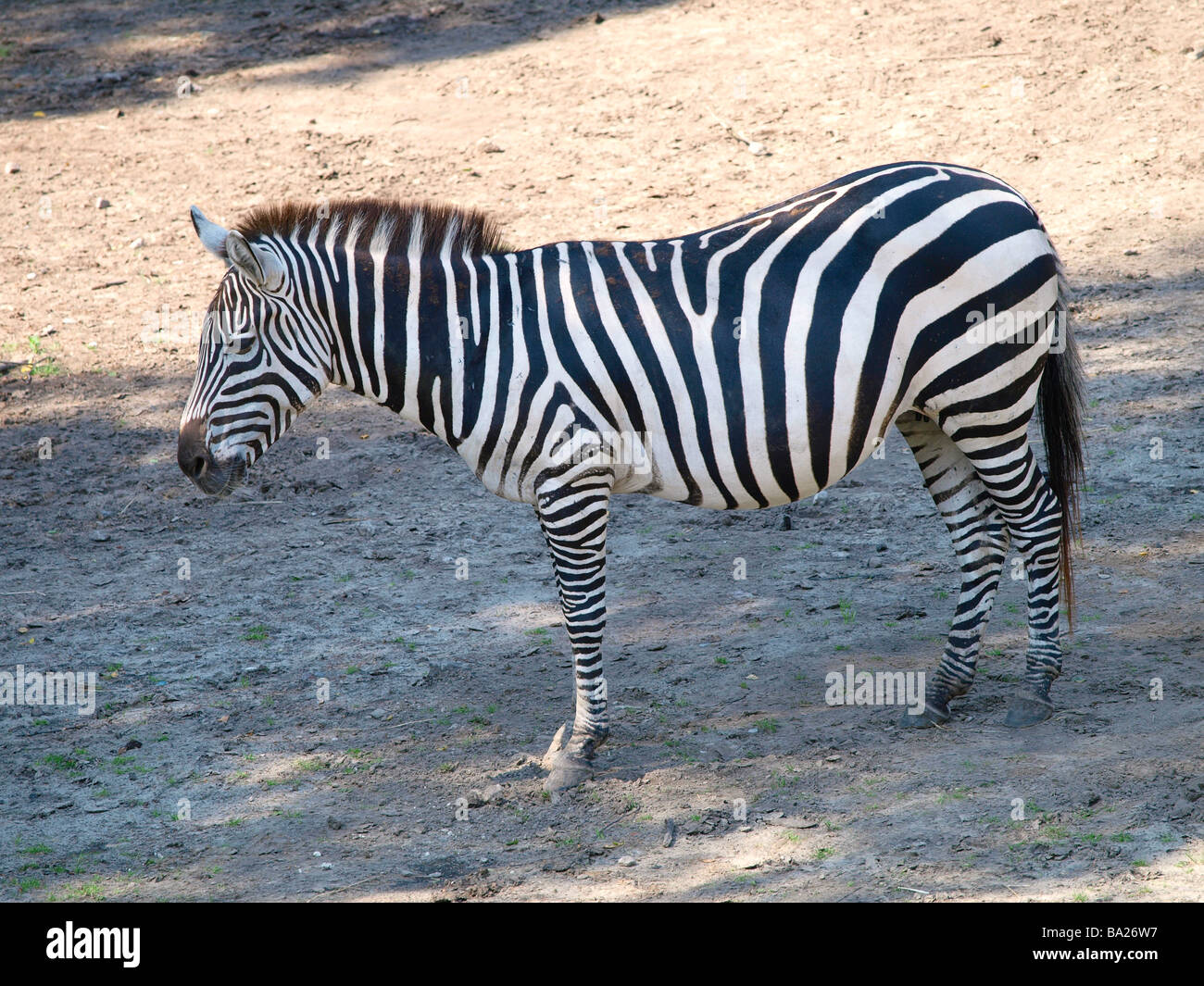 Hilvarenbeek High Resolution Stock Photography and Images - Alamy