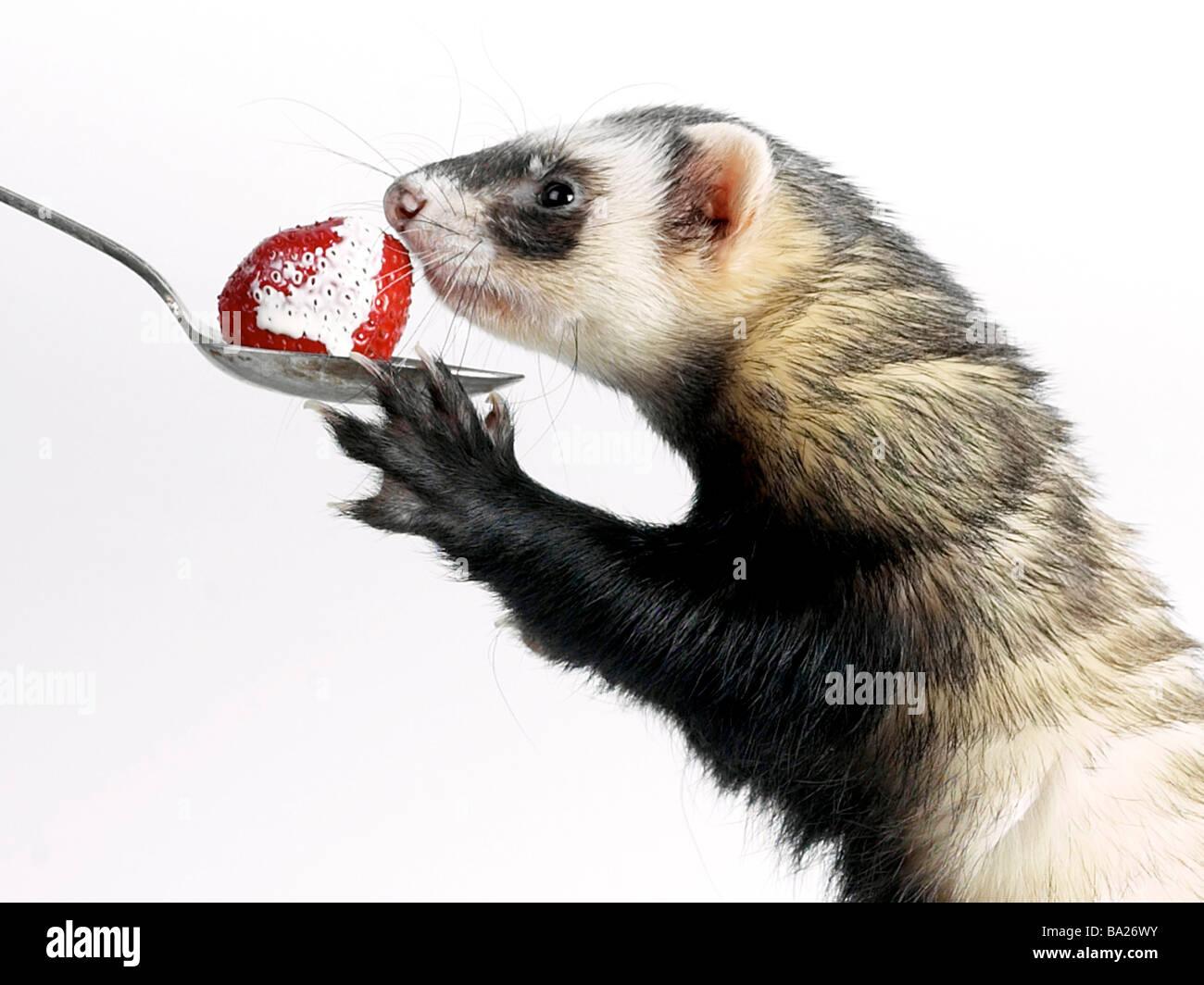 A polecat ferret sniffing a strawberry, holding a spoon Stock Photo - Alamy