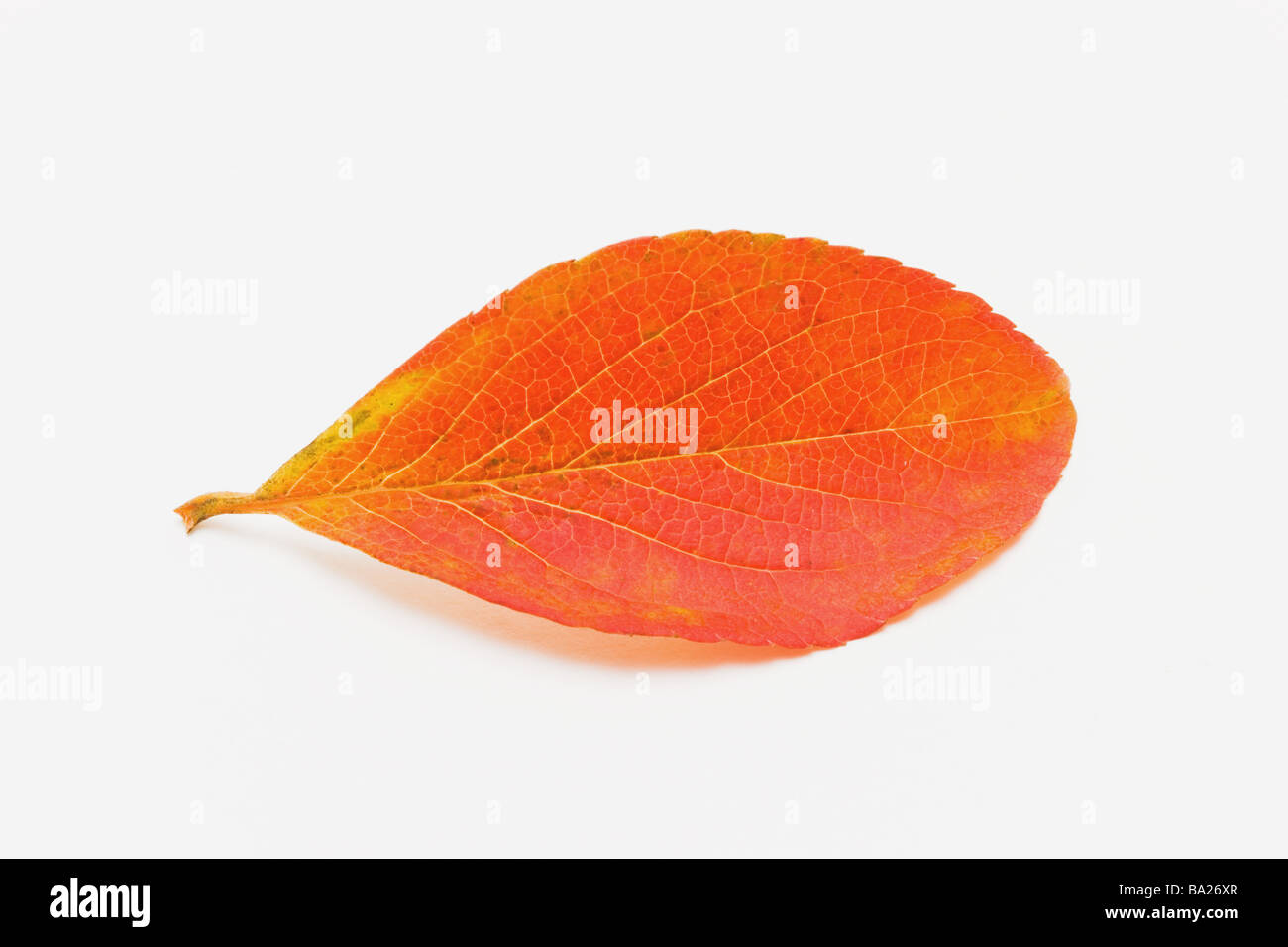 Camellia Leaf on White Background Stock Photo - Alamy