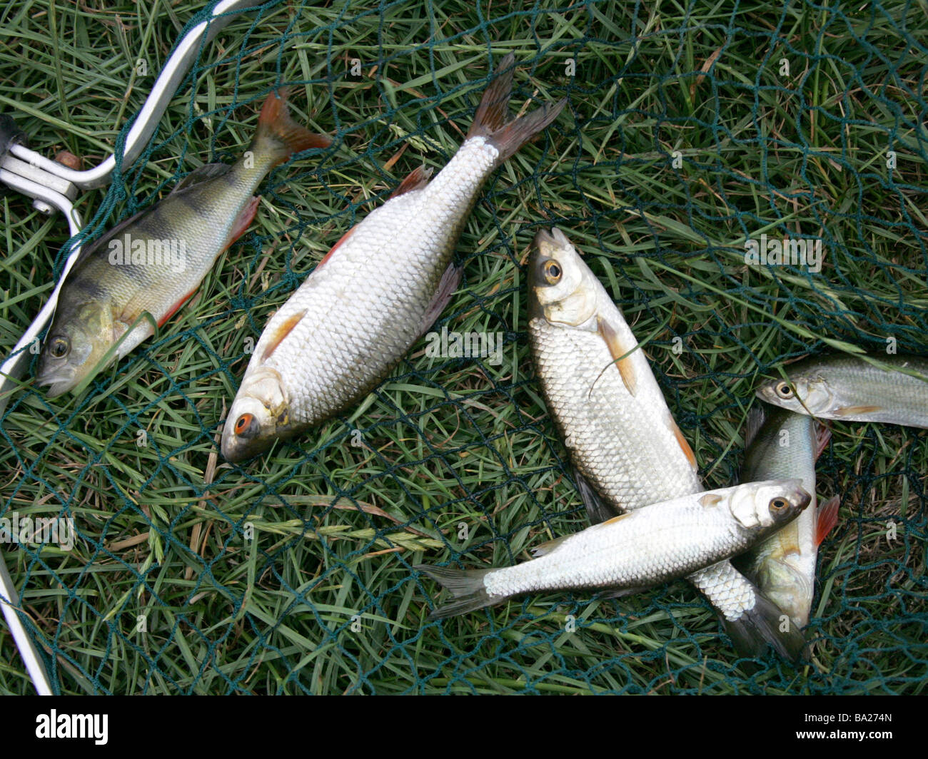 A net of caught fish Stock Photo - Alamy