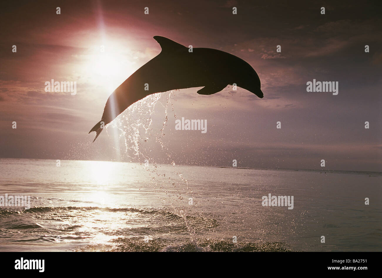 Sea silhouette ordinary dolphin Delphinus delphis jump back light ...