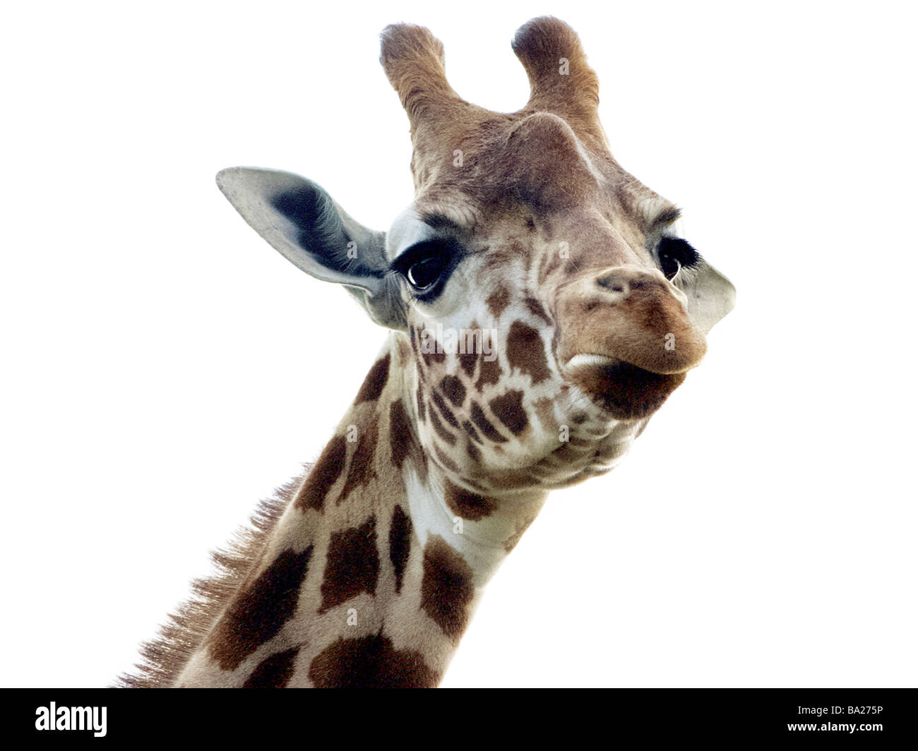 A head of a giraffe Stock Photo - Alamy