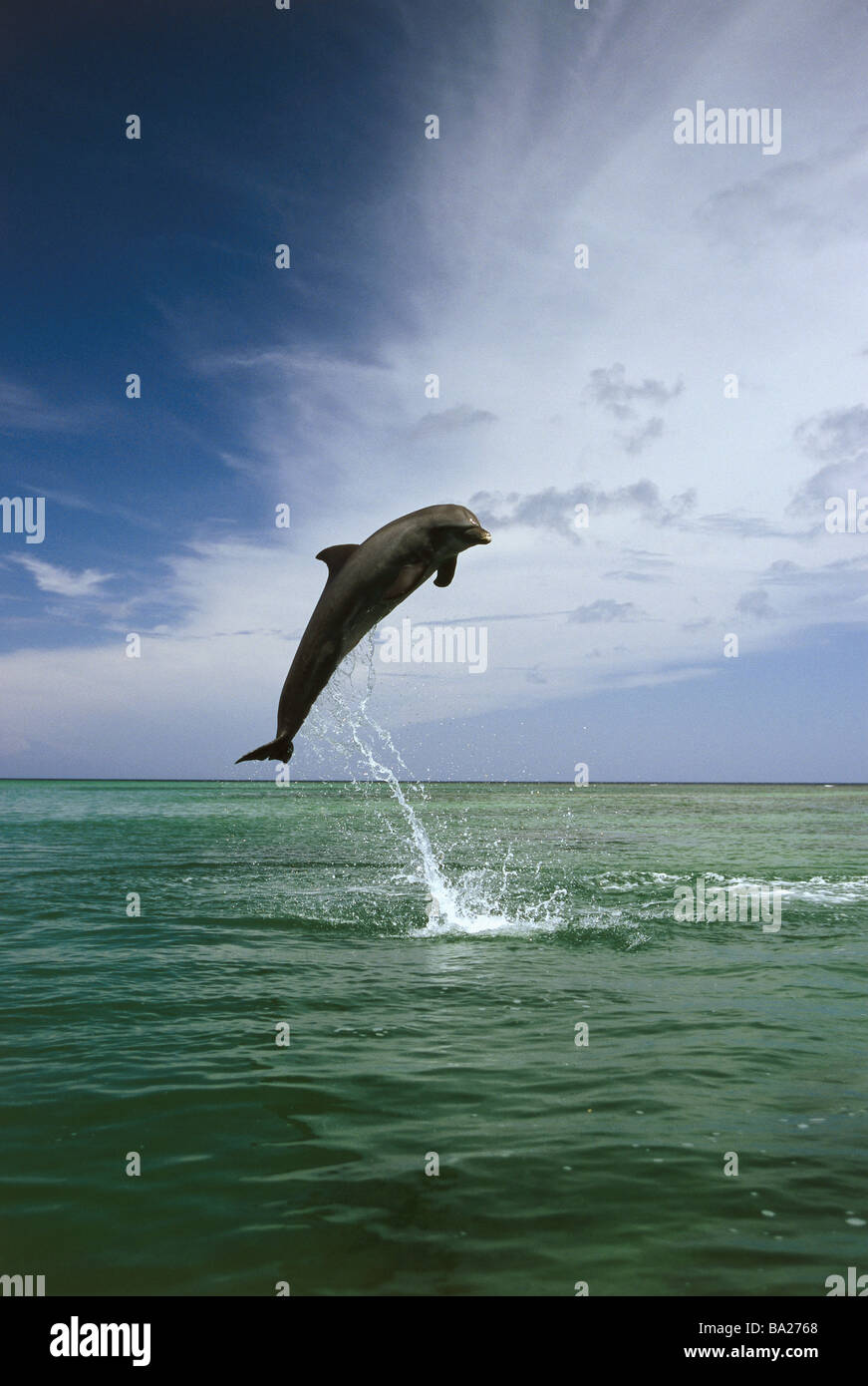 Sea ordinary dolphin Delphinus delphis jump series waters wildlife ...