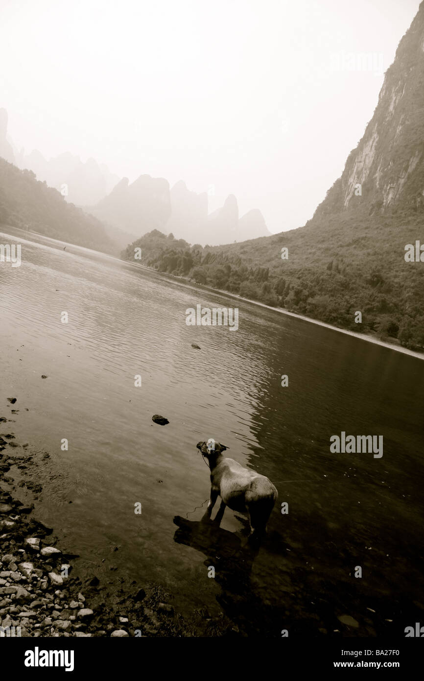 A buffalo on the Li river Stock Photo - Alamy