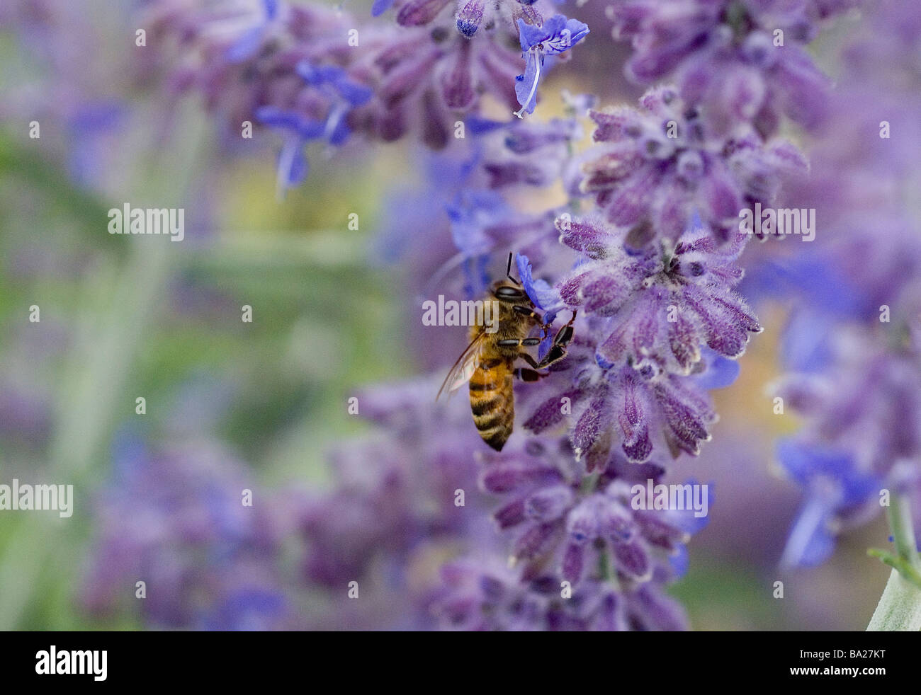 Russian honey bee hi-res stock photography and images - Alamy