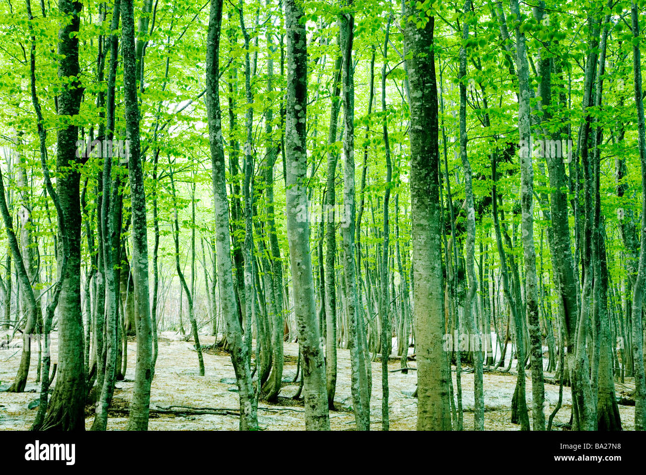 Dense woodland with tall tree trunks hi-res stock photography and ...
