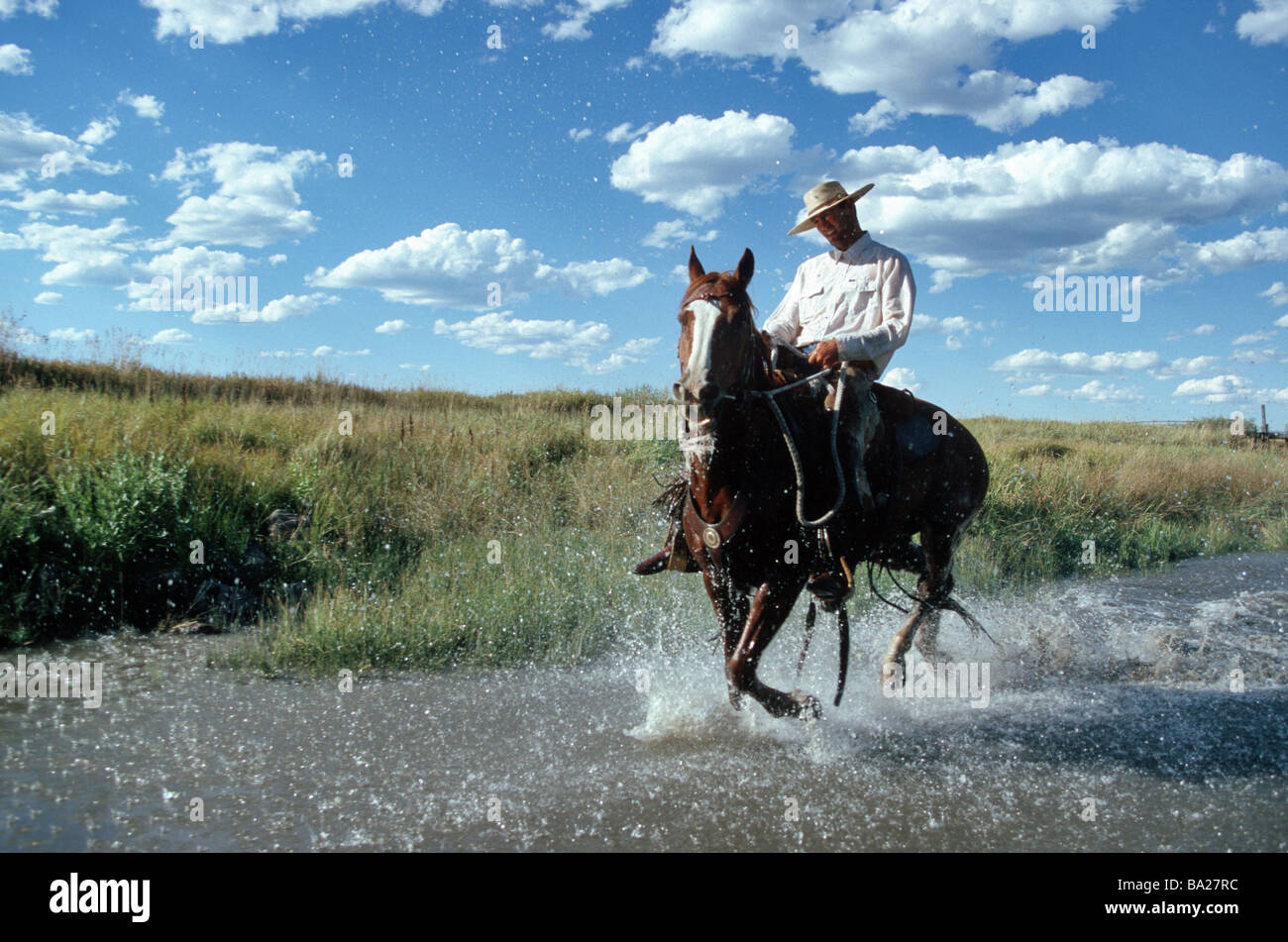 Riding horse reitpferd hi-res stock photography and images - Alamy