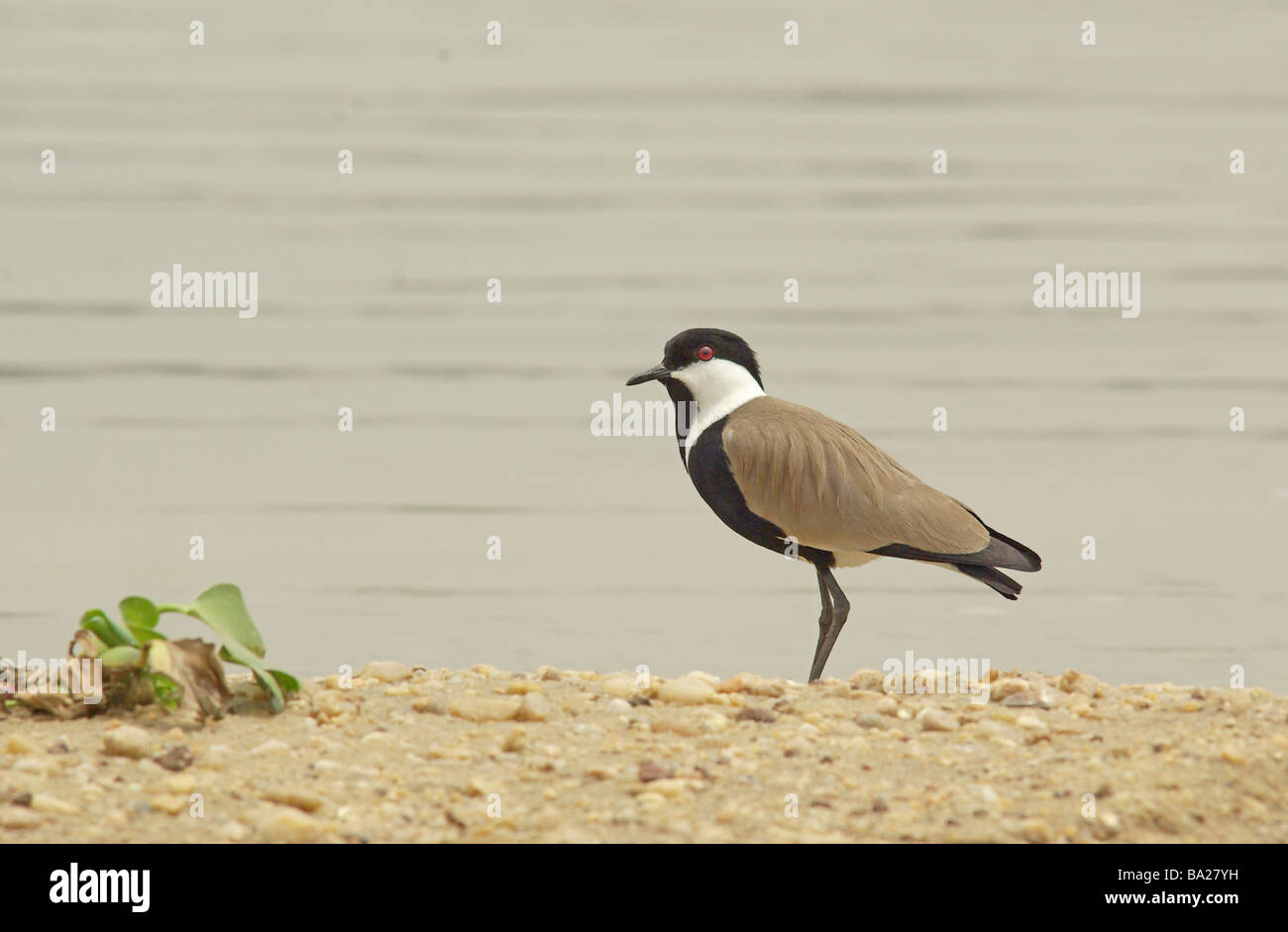 Spur winged lapwing - Vanellus spinosus Stock Photo - Alamy