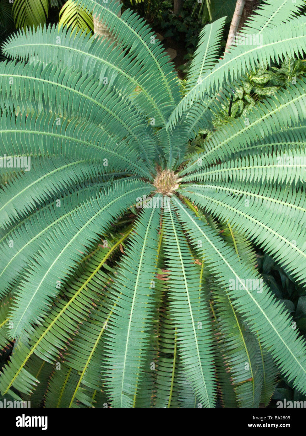 OVERLOOK AUSTRALIAN PALMS PALM HOUSE LONGWOOD BOTANICAL GARDENS KENNETT ...