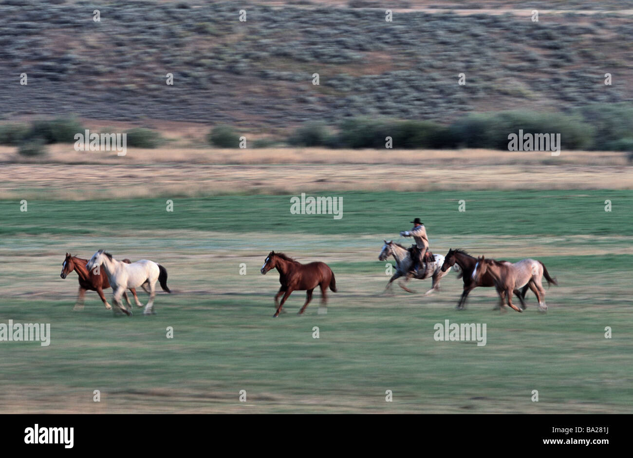 USA Oregon cowboy horse gallop game-horses fuzziness catches North ...