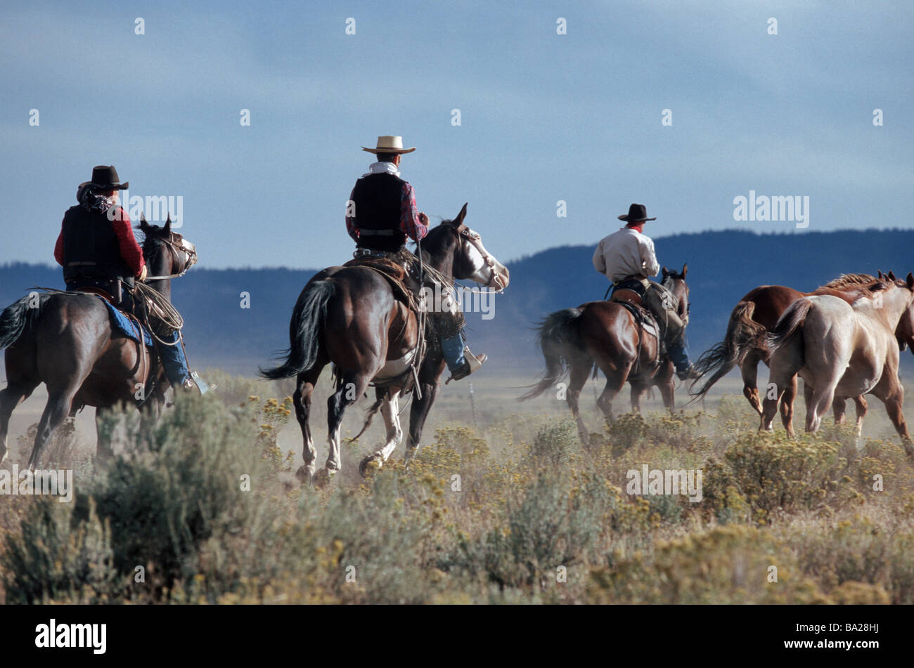 Country cowboys hi-res stock photography and images - Alamy