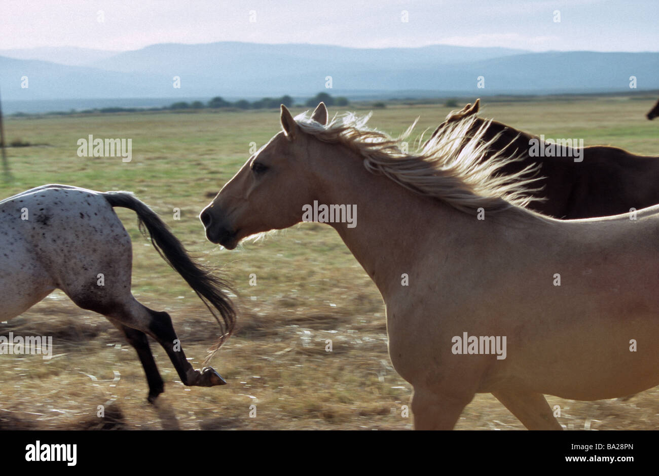 Meadow horses gallop detail animals mammals usefulness-animals ...