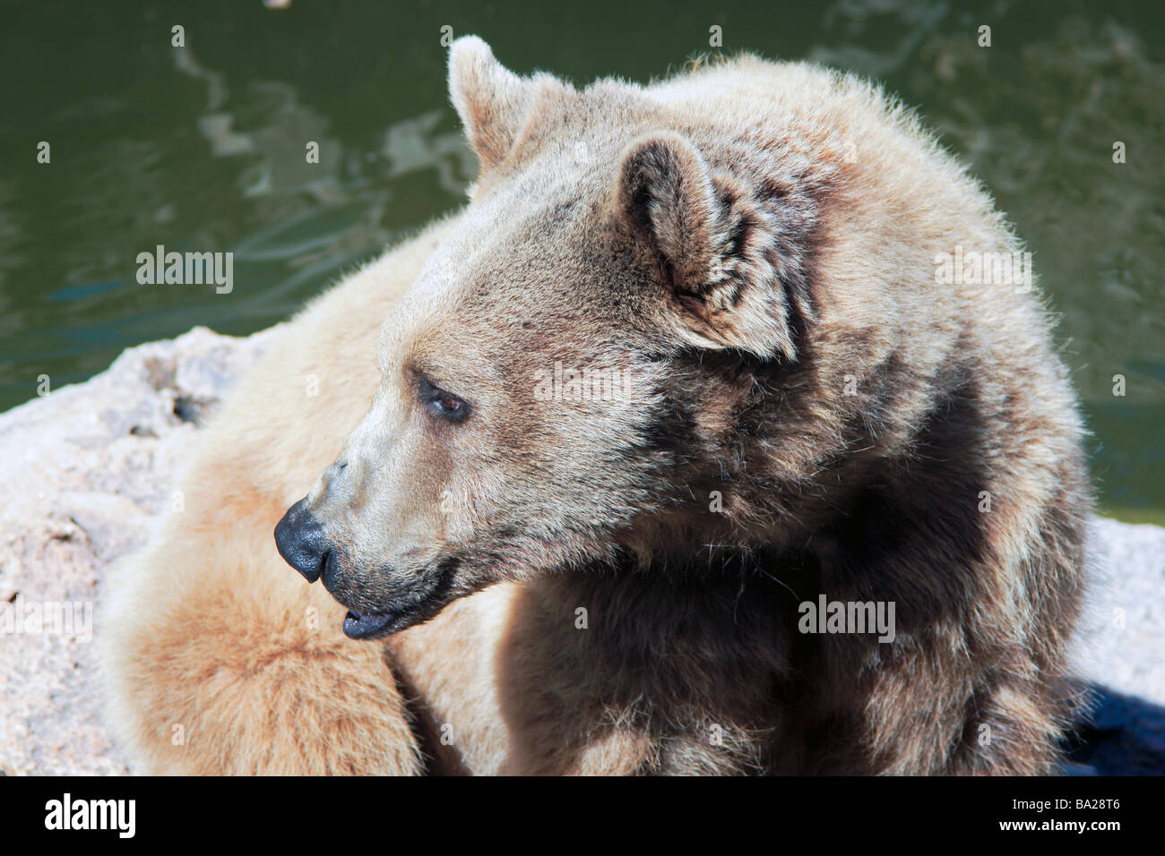 Syrian Bear Ursus arctos syrianus in a zoo Stock Photo - Alamy