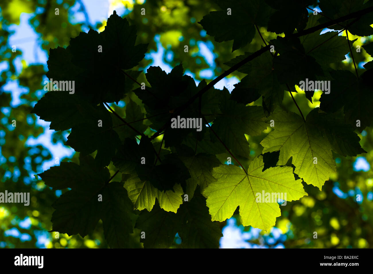 sunlight hitting green leaves Stock Photo - Alamy