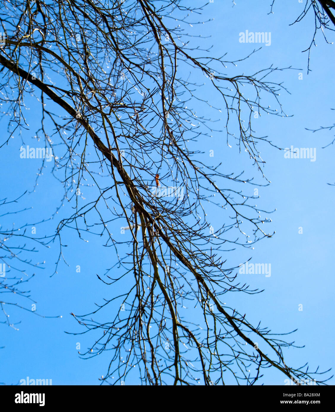 crop tree branches clear blue sky Stock Photo - Alamy