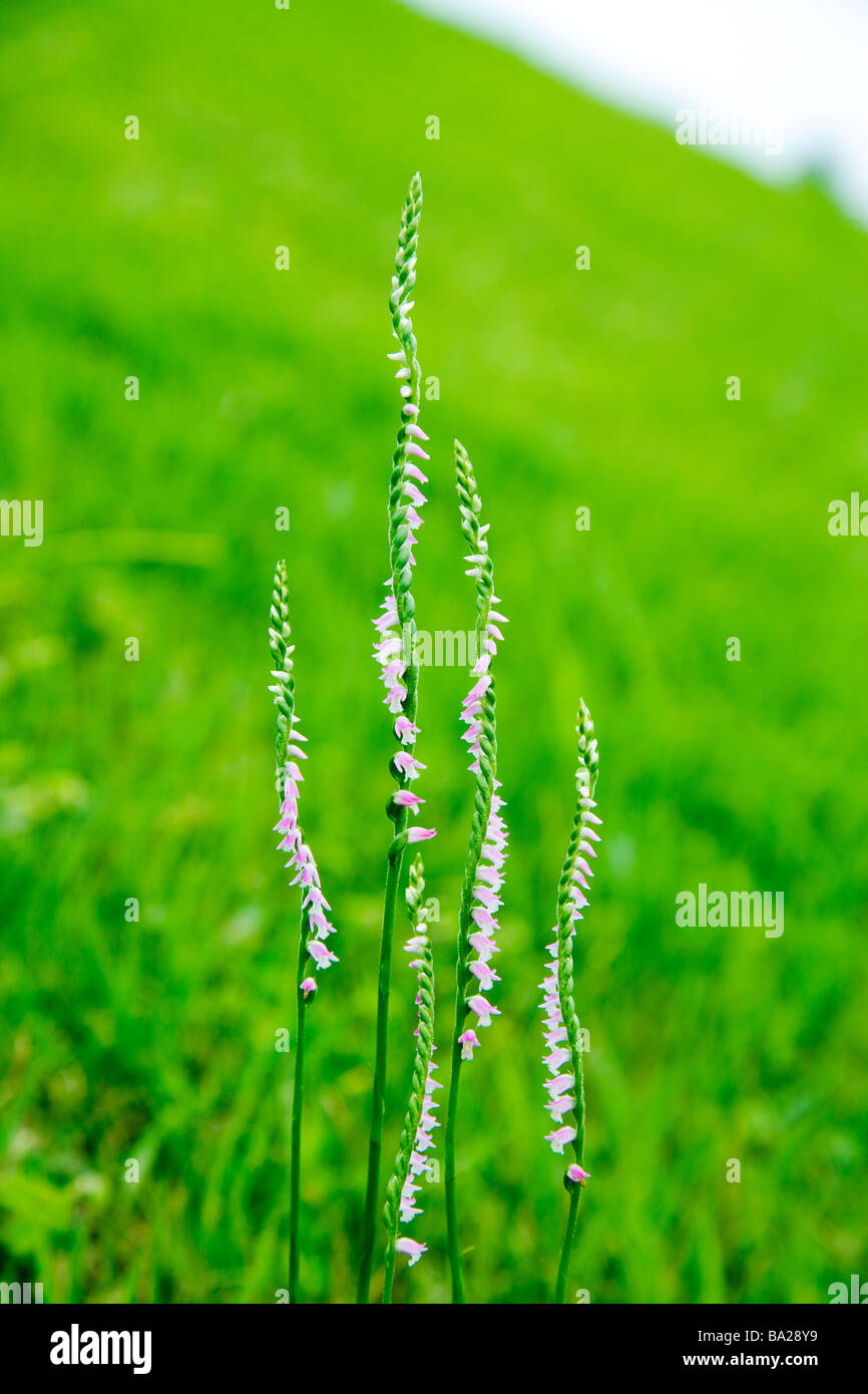 Screw field hi-res stock photography and images - Alamy