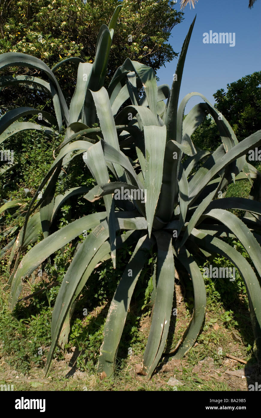 Agave Americana High Resolution Stock Photography and Images - Alamy