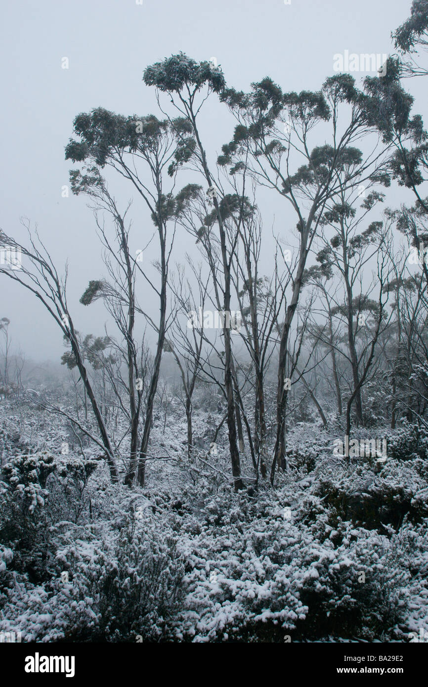 snow covered gum trees Stock Photo - Alamy