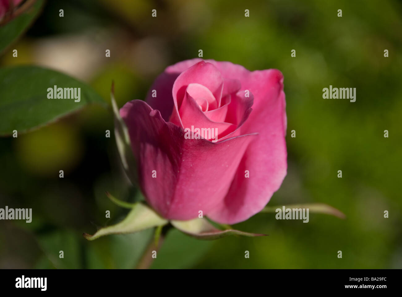 Pink rose macro shot Stock Photo - Alamy
