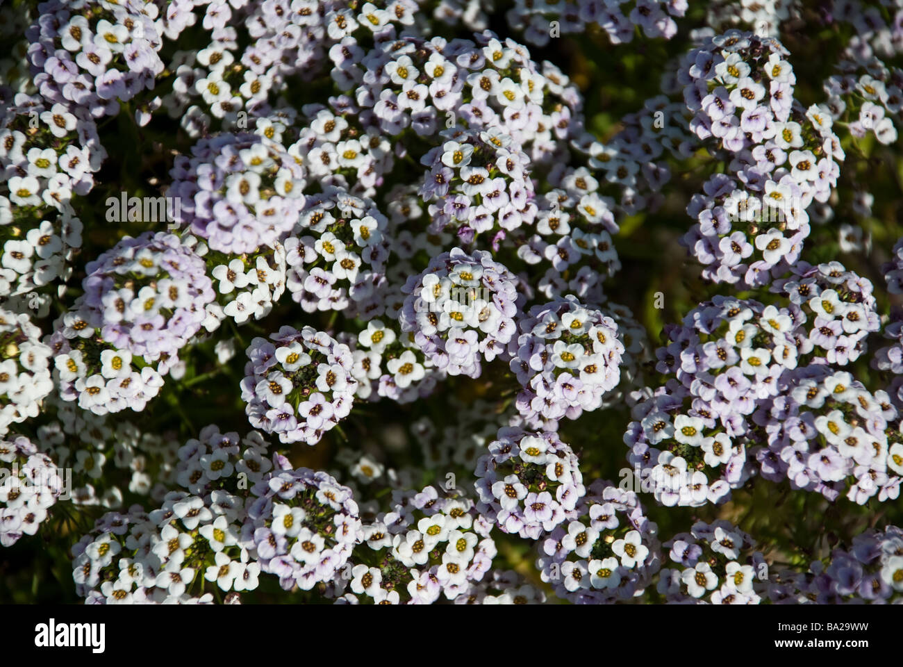 clumps of colored flowers sit nicely together Stock Photo - Alamy