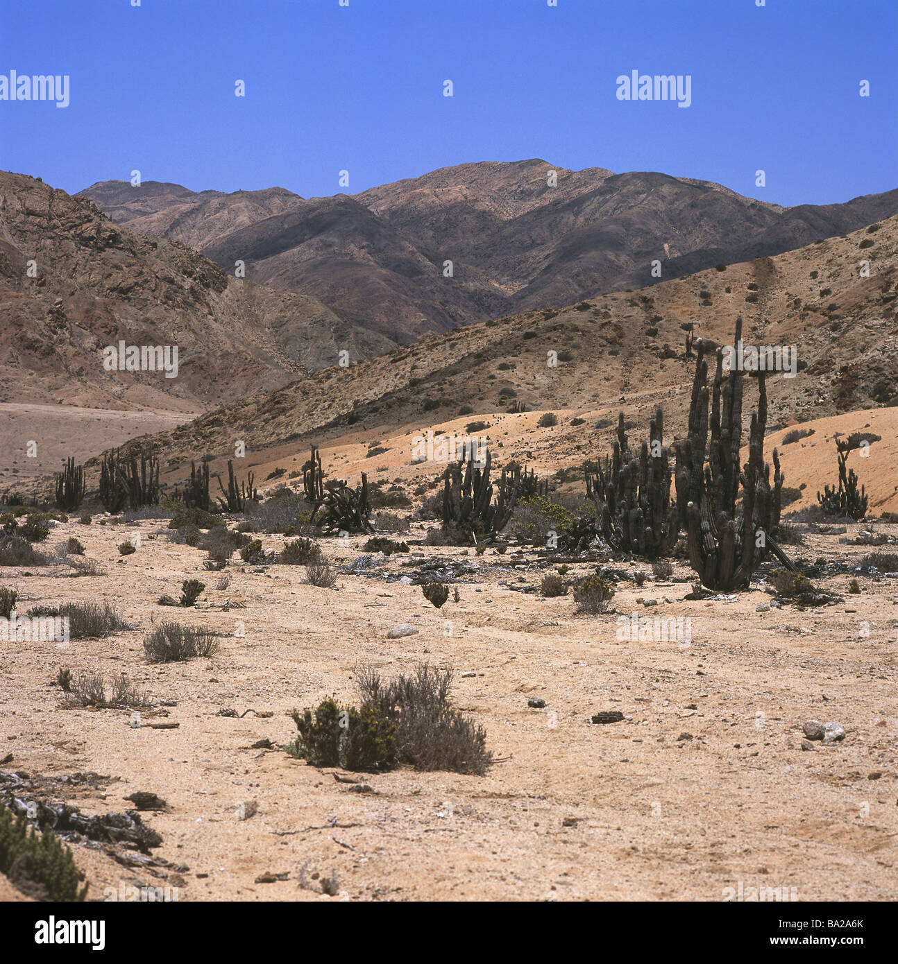 Parque nacional pan de azúcar hi-res stock photography and images - Alamy