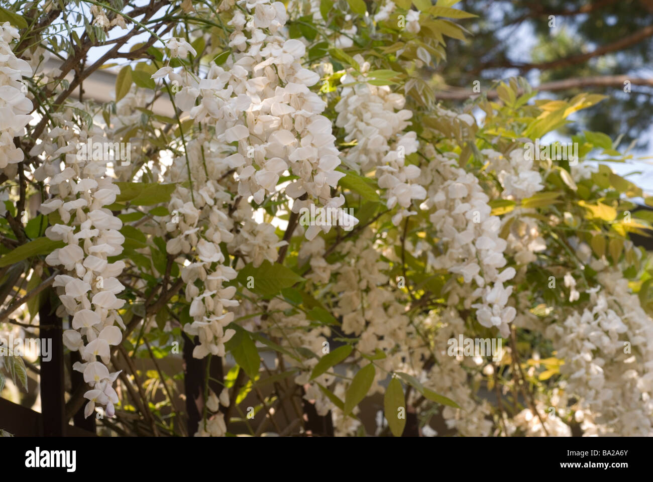 White Wisteria (Wisteria sinensis "Alba"), Leguminoseae Stock Photo - Alamy