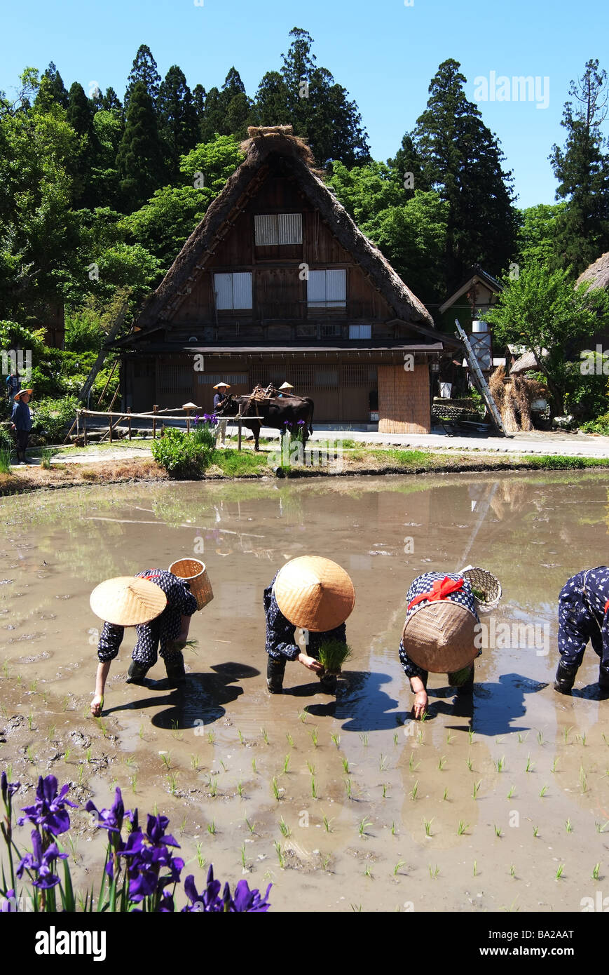 Farmers in Rice Field Stock Photo - Alamy
