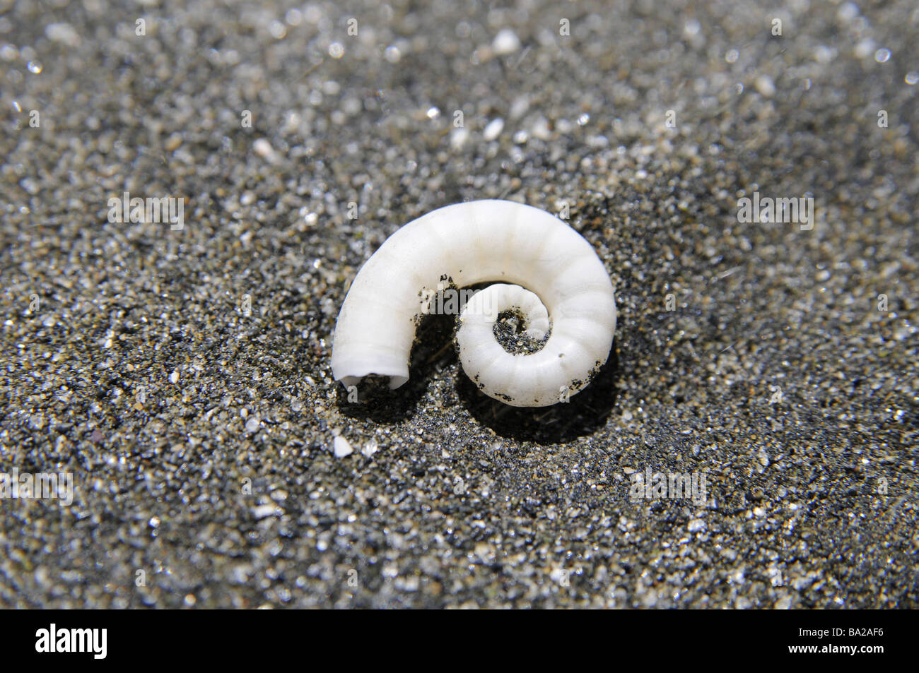 Spirula shell washed up on the black sands of KareKare beach, New ...
