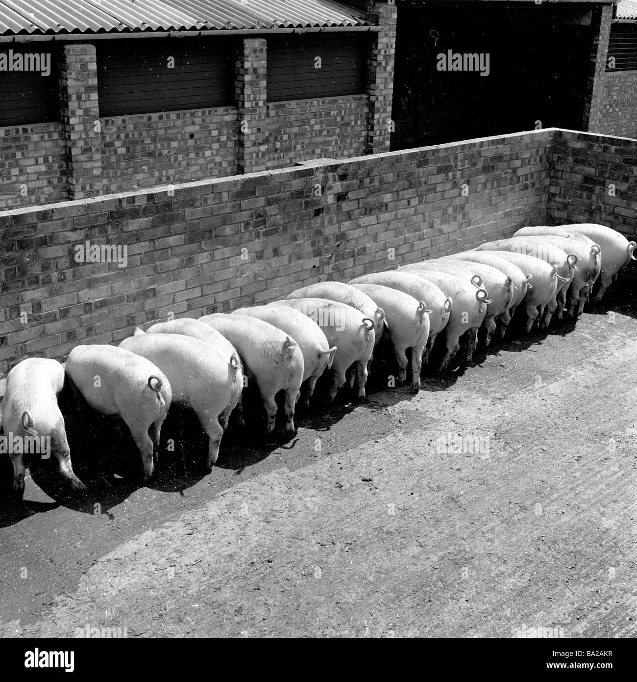 1950s farm uk Black and White Stock Photos & Images - Alamy