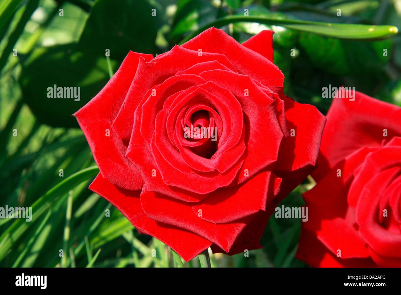 Rose sepal hi-res stock photography and images - Alamy