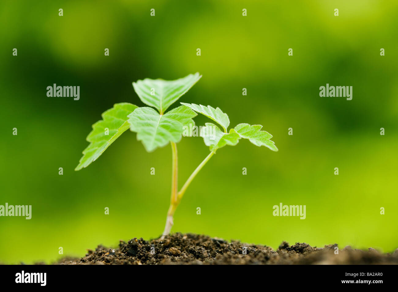 Ntle hi-res stock photography and images - Alamy