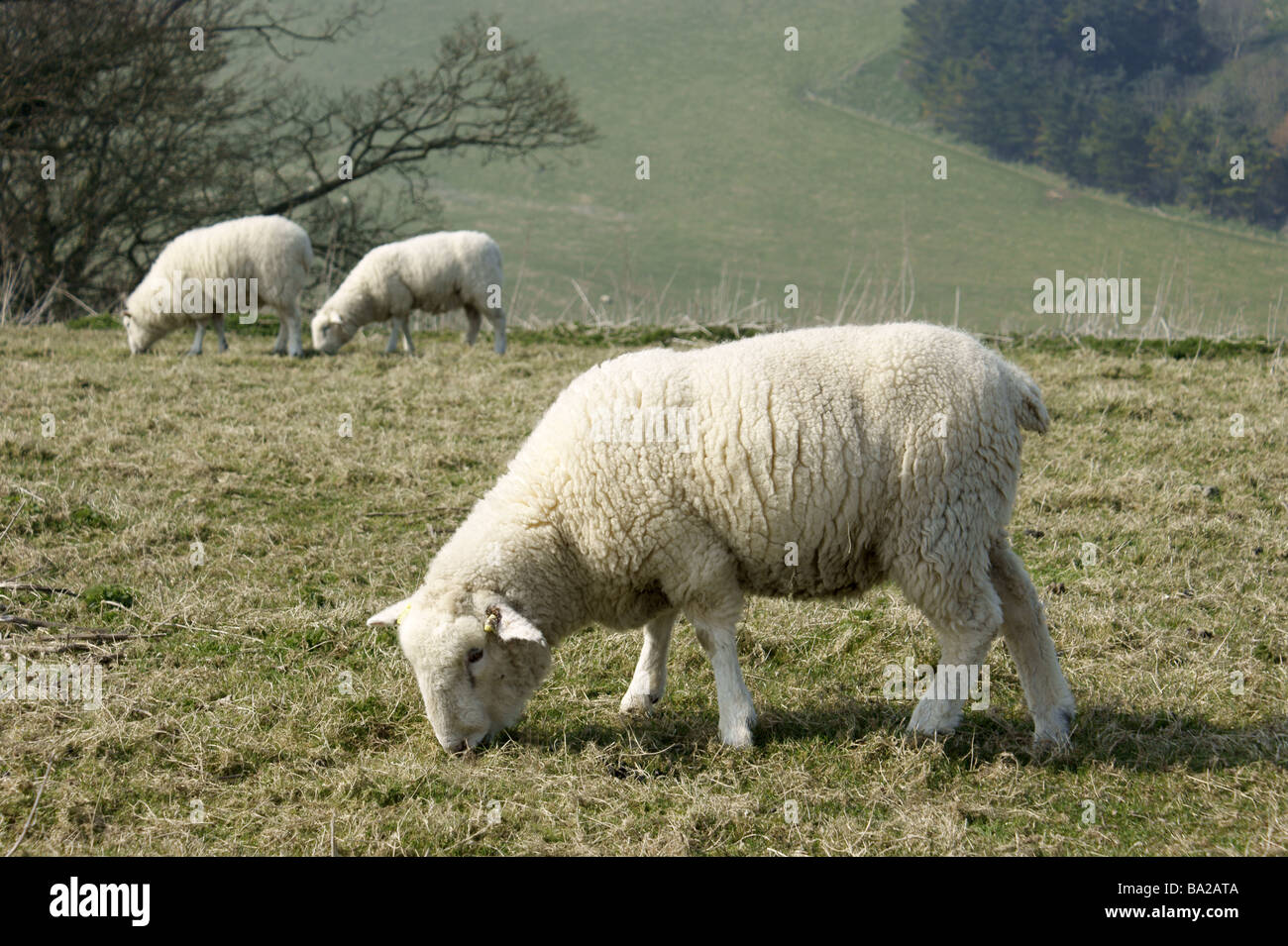 Sheep, Ovis aires, grazing on hillside Stock Photo - Alamy